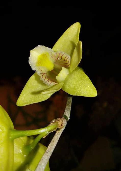 Dendrobium Junceum