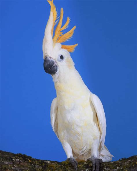 How Much Does A Cockatoo Cost 2026 Updated