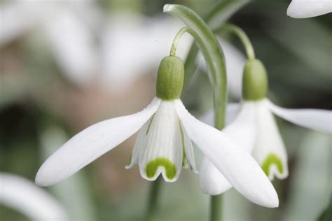Kleines Schneeglöckchen Im Stadtpark Gütersloh Botanischer Garten