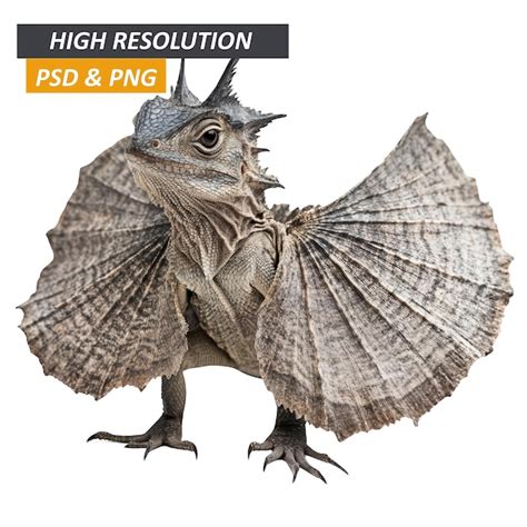 Frillnecked Lizard Isolated On White Premium Ai Generated Psd