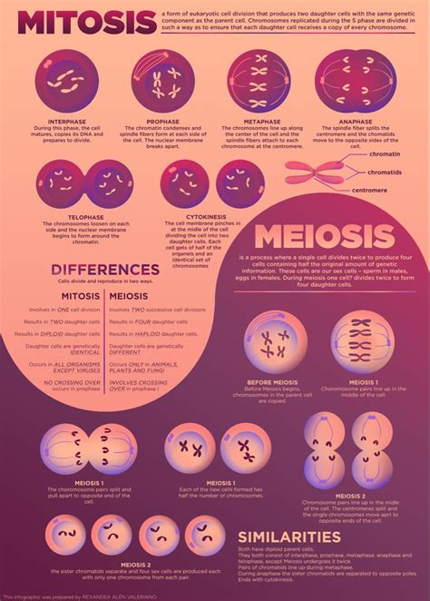 Meiosis Vs Mitosis Understanding The Cell Cycle