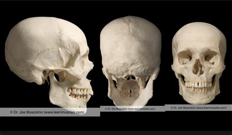 Skull Diagram Quizlet
