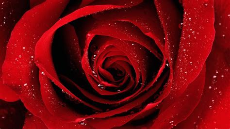 Red Rose 4k Wallpapers 4k Hd Backgrounds On Wallpaperbat