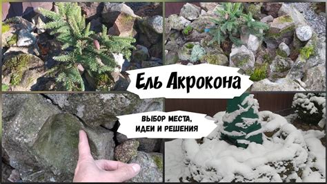 Ель Акрокона.Выбор места, идеи и решения. - YouTube