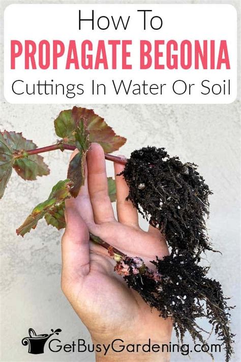 Propagating Begonias In Water Or Soil 6 Easy Steps Get Busy Gardening