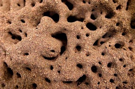 Termites Guardians Of The Soil Published 2015 In 2024 Termites