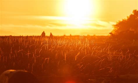 Time To Cut The Grass Stock Image Image Of Alarm Ringing 24159461