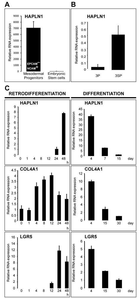 Hapln1 Hallmarks Early Mesoderm Commitment Of Pluripotent Hes Cells And