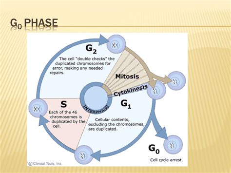 regulating the cell cycle ppt download