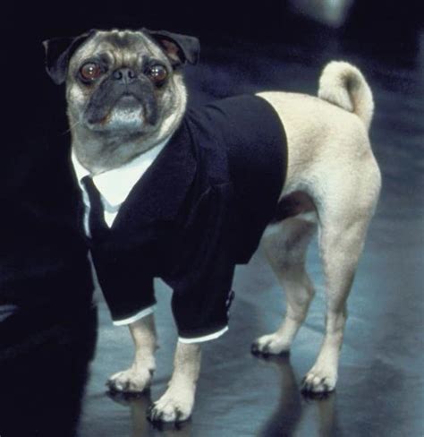Frank The Pug Men In Black Wiki Fandom