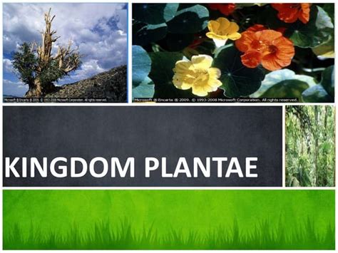 Plant Structure And Function Powerpoint Ppt Gardening Home And Garden