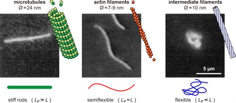 Introduction Cytoskeleton Soft Matter Physics Division University