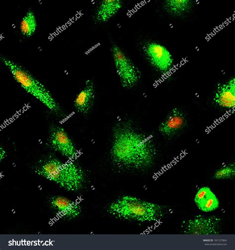 206 Fluorescence Green Red Cells Images Stock Photos Vectors Shutterstock