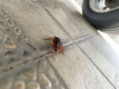 Як позбутися тарганів на кухні Як вивести тарганів з кухні в домашніх умовах