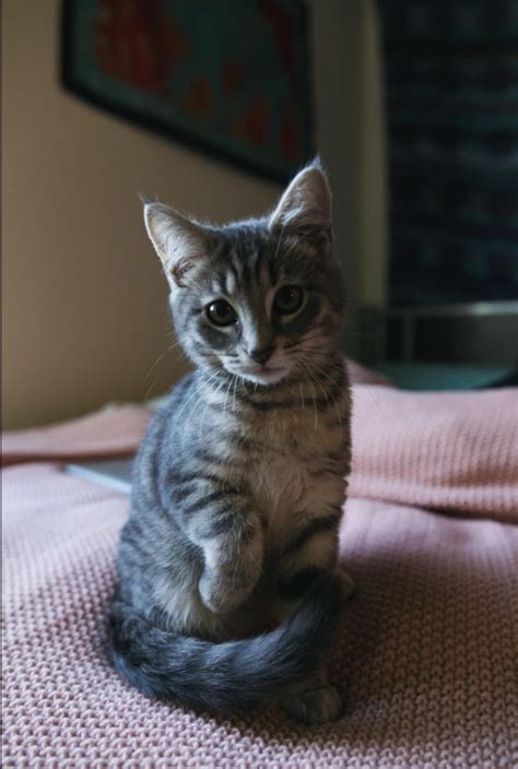 She Knows Shes Cute R Illegallysmolcats
