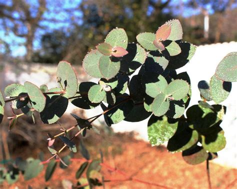 100 Seeds New England Peppermint Seeds Eucalypt Nova Anglica Seeds