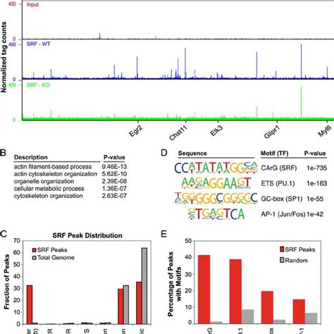 Genomic Location Annotation And Motif Analysis Of Srf Chip Seq Peaks In