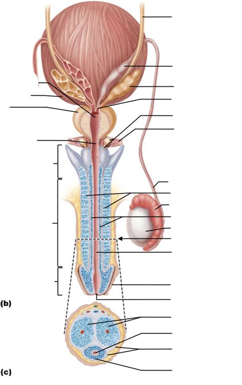 Reproductive Organs Male Diagram Quizlet