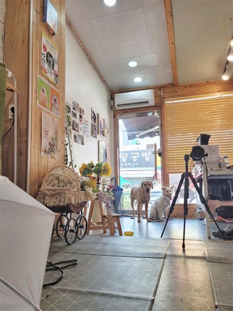 반려생활 [애견동반 사진관] 귀여운 컨셉 사진 찍어요 동반 스튜디오 사진관 열두달