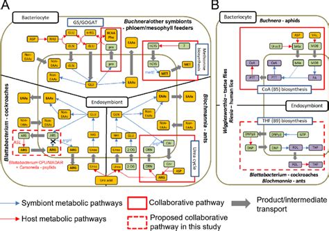 Schematic Representations Of Metabolic Interactions And Distribution Of Download Scientific