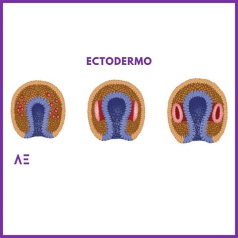 Ectodermo Origen Embrionario Del Sistema Nervioso Central Y Su Papel