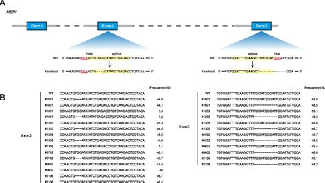 A Mstn Edited Sites In The Second And Third Exons B The Sequences Of Download Scientific