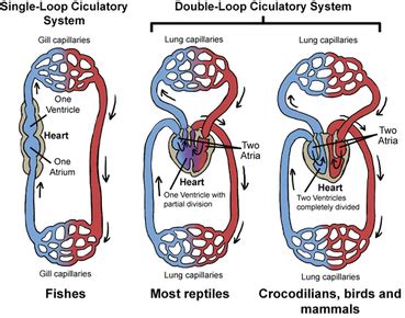 Circulatory System Overview Anatomy And Physiology
