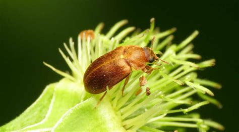 How To Identify Control And Prevent Raspberry Fruitworm