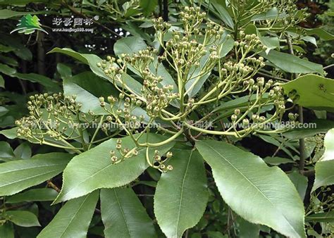 椤木石楠的主要价值 江苏沭阳好景园林