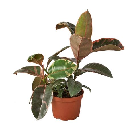 Ficus Elastica ‘ruby Pink Joli Jardin