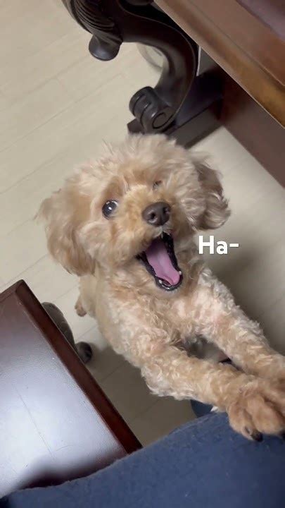 하품 전염시키고 도망가는 개 Youtube