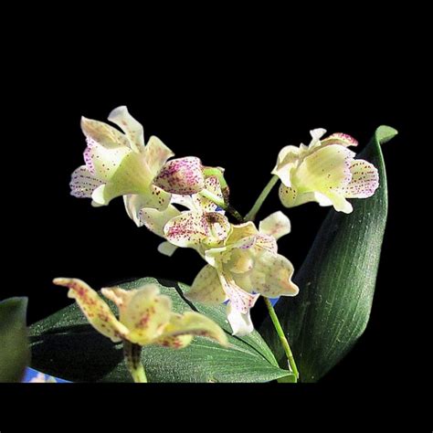 Dendrobium Aberrans X Dendrobium Normanbyense La Foresta Orchids