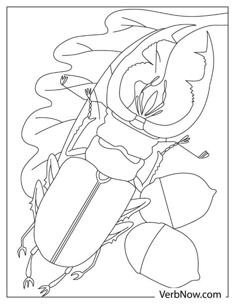 Free Beetle Coloring Pages For Download Printable Pdf