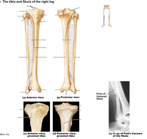 Tibia And Fibula Diagram Quizlet Tibia And Fibula Diagram Quizlet