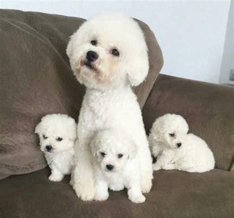 Perros French Poodle Mini Toy Características