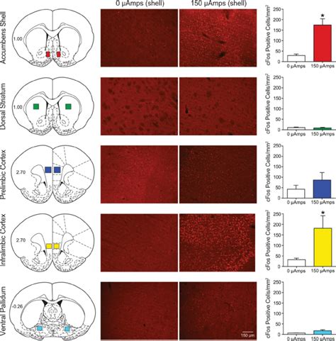 Dbs Of The Nucleus Accumbens Shell Induces C Fos Expression In The Download Scientific Diagram