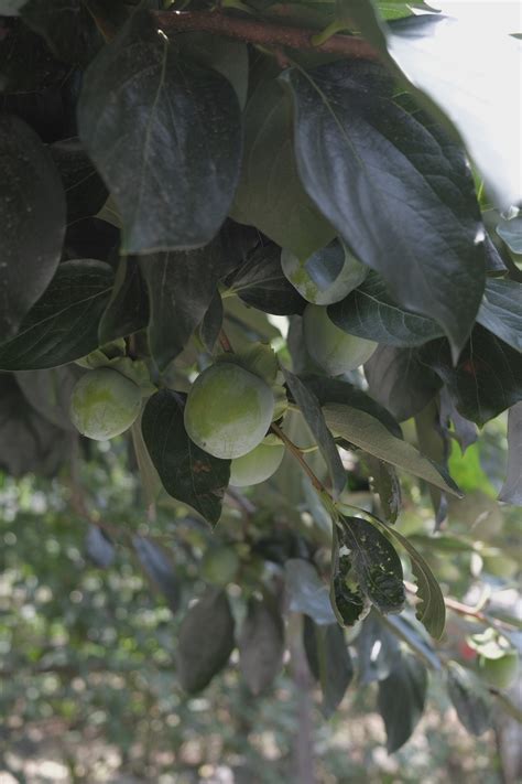 葡萄树下 7 Ku9 富士胶片影赛 Fujifilm