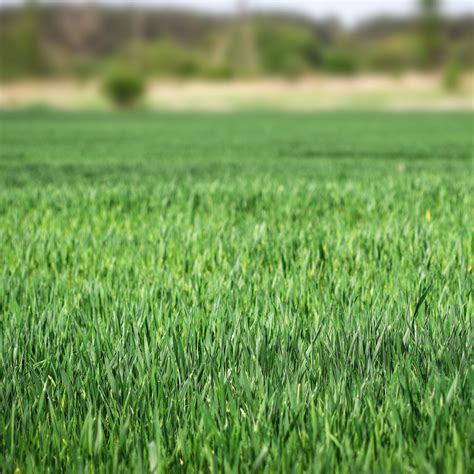 Fireball And Hattrick Grass Seed Perennial Ryegrass Seed Blend