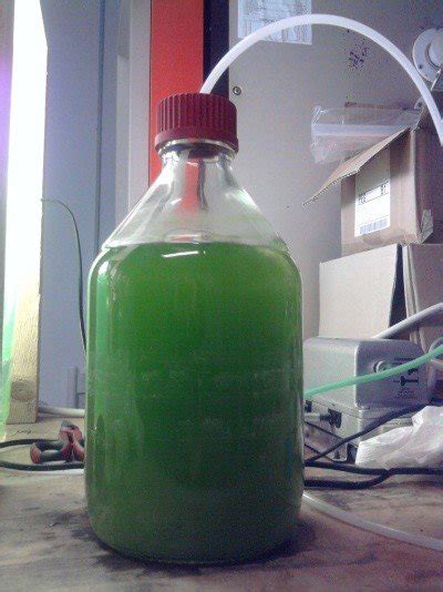 Glass Batch Reactor Download Scientific Diagram