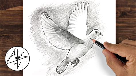 Dove Drawing With Shading