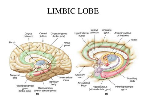 PPT Limbic System PowerPoint Presentation Free Download ID