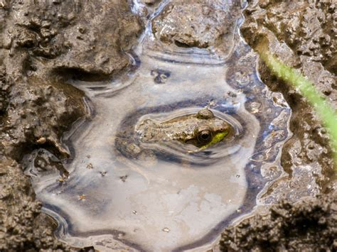 Adaptations Of A Frog Behavioral Structural And Physiological Zooologist