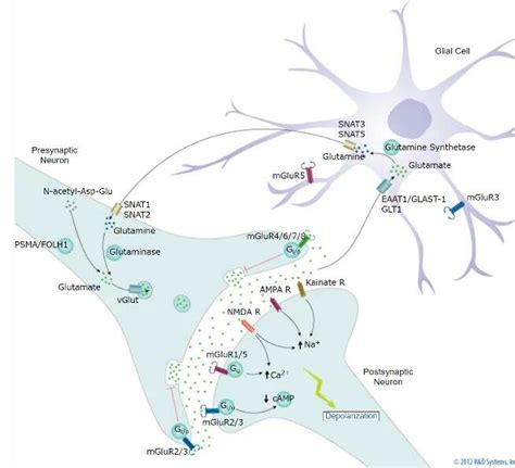 Schematic Illustrating The Interplay Between Neuronal Glutamate And Download Scientific Diagram