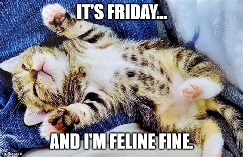 Cats Friday Memes And S Imgflip