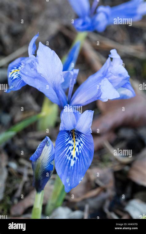 Single Blue Winter Flower And Bud Of The Dwarf Reticulata Type Iris
