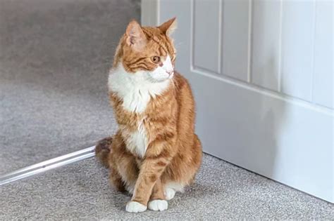 Why Are Cats Called Pussycats A Brief History Of The Term Cat Empire