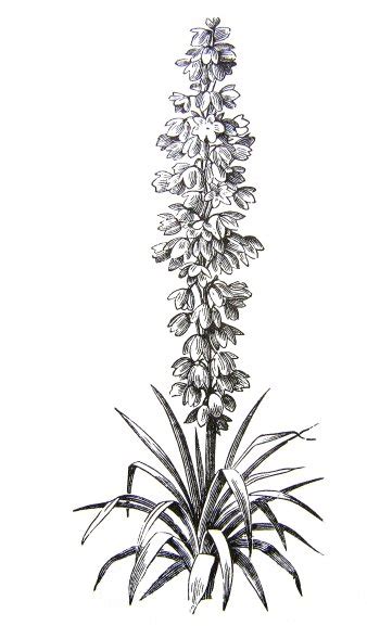 Toxicity Contraindications And Side Effects Of Parsnip Botanical Online