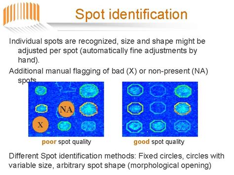 Microarray Analysis Data Preprocessing Normalization Molecular