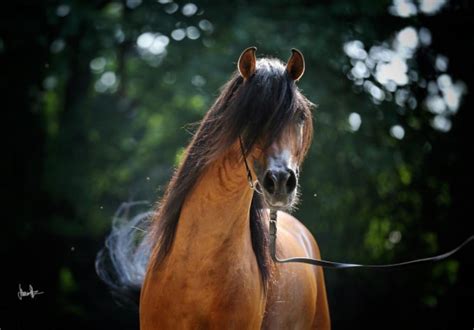 The Swift Runner Articles