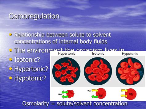 Ppt Homeostasis Osmoregulation In Elasmobranchs Powerpoint Presentation Id 475903